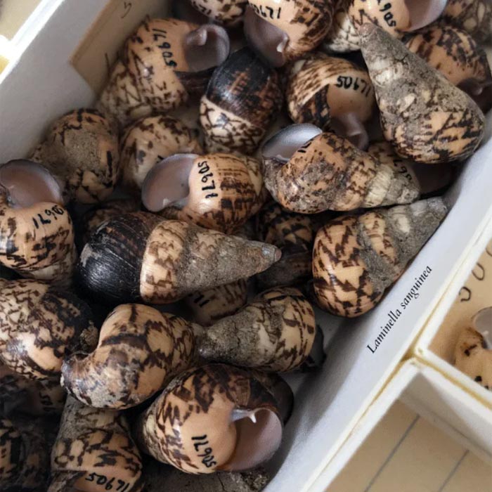 Bishop Museum Collaboration – NOHO HOME